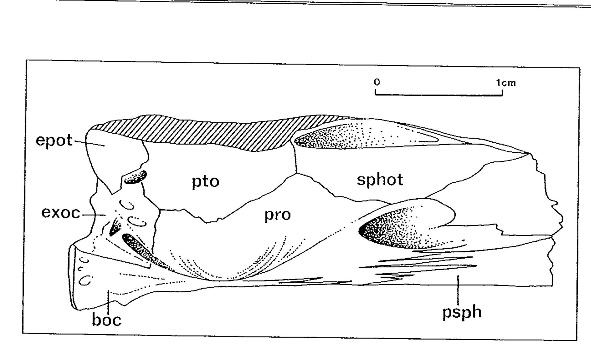 - right lateral view of the posterior part of the