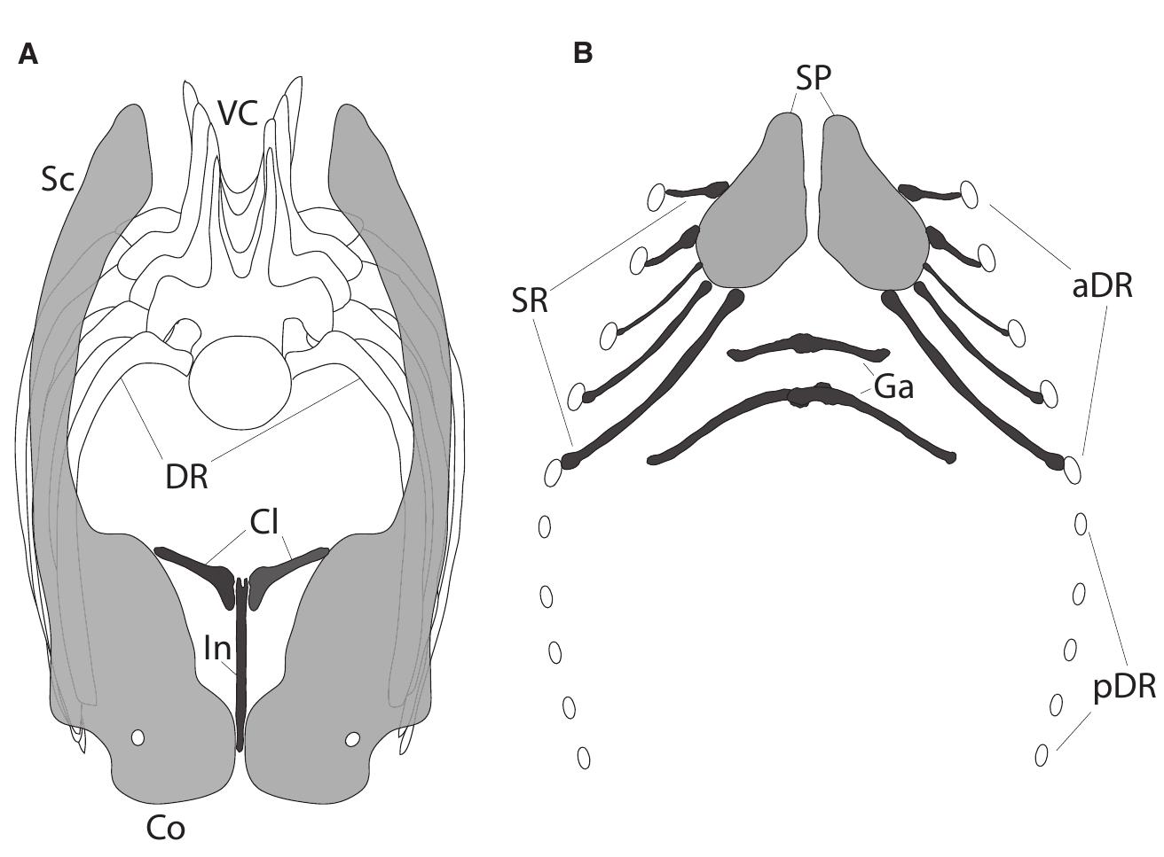 Reconstruction of the pectoral girdle and the chest region