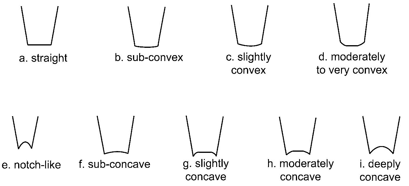 10.2. qualitative variants of basal convexity/concavity as