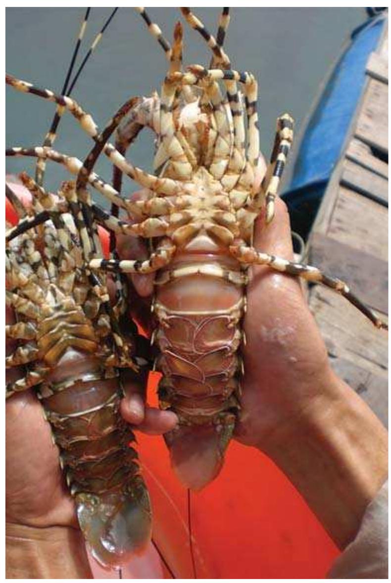 Sure 6. lobster with ‘milky disease’ (right) showing the