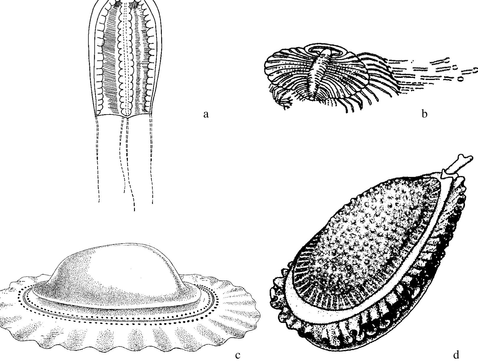 (PDF) A New Reconstruction of Kimberella , a Problematic Vendian Metazoan