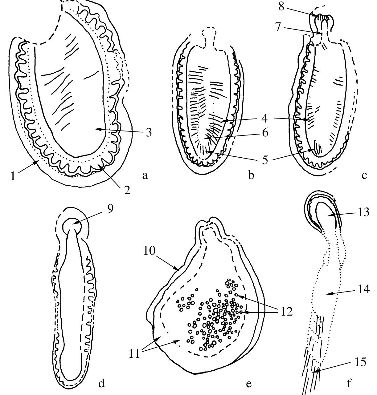 (PDF) A New Reconstruction of Kimberella , a Problematic Vendian Metazoan