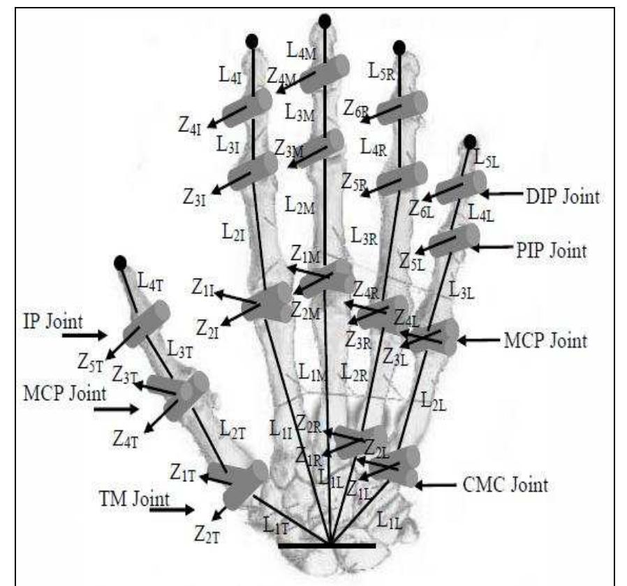 Kinematic model of human hand. a simulation study of the