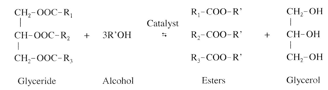 Transesterification of triglycerides with alcohol.