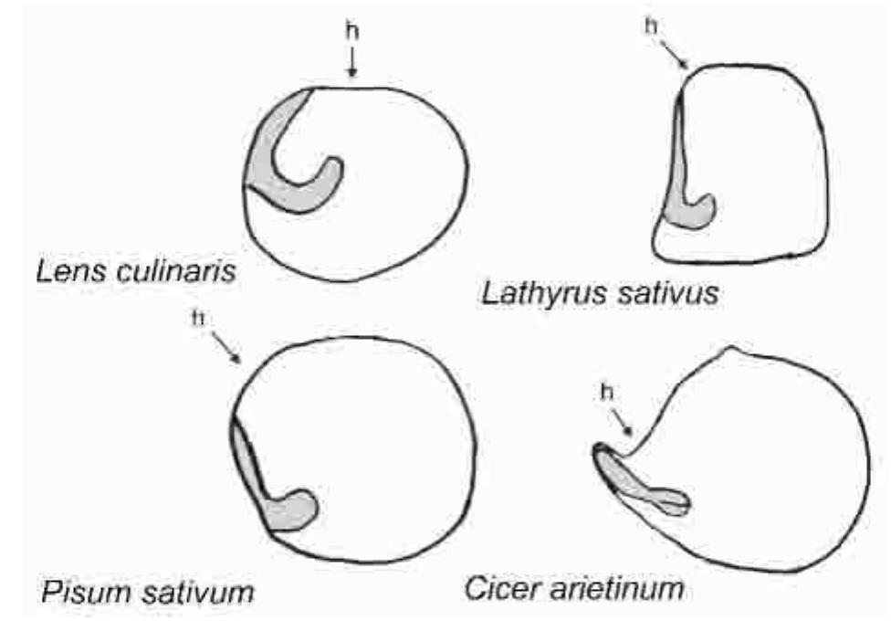 Igure 3 line drawings of south-west asian pulses of