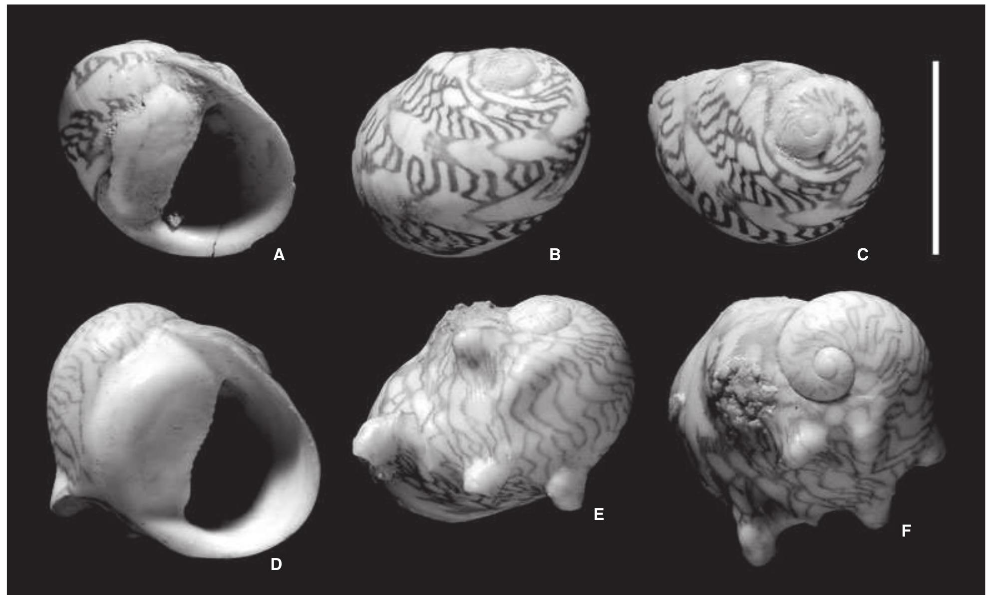 Neritidae, each in front, back and apical view. a-c,