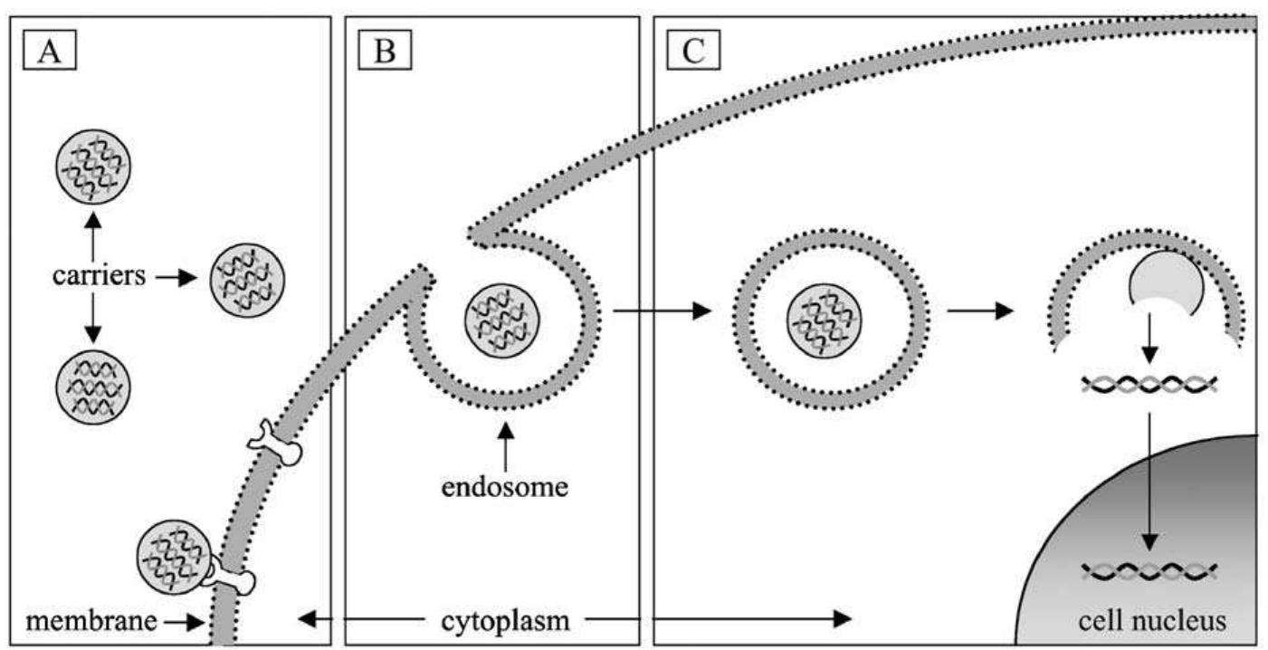 Simplified representation of a transfection process: (a)