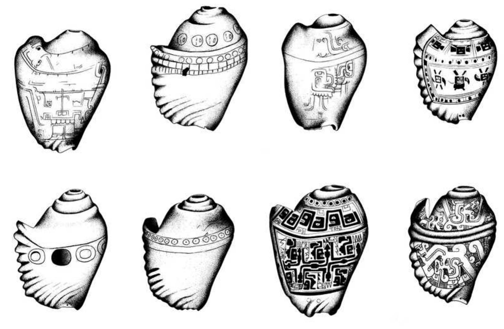 20. eight of 20 strombus shell trumpets excavated in the