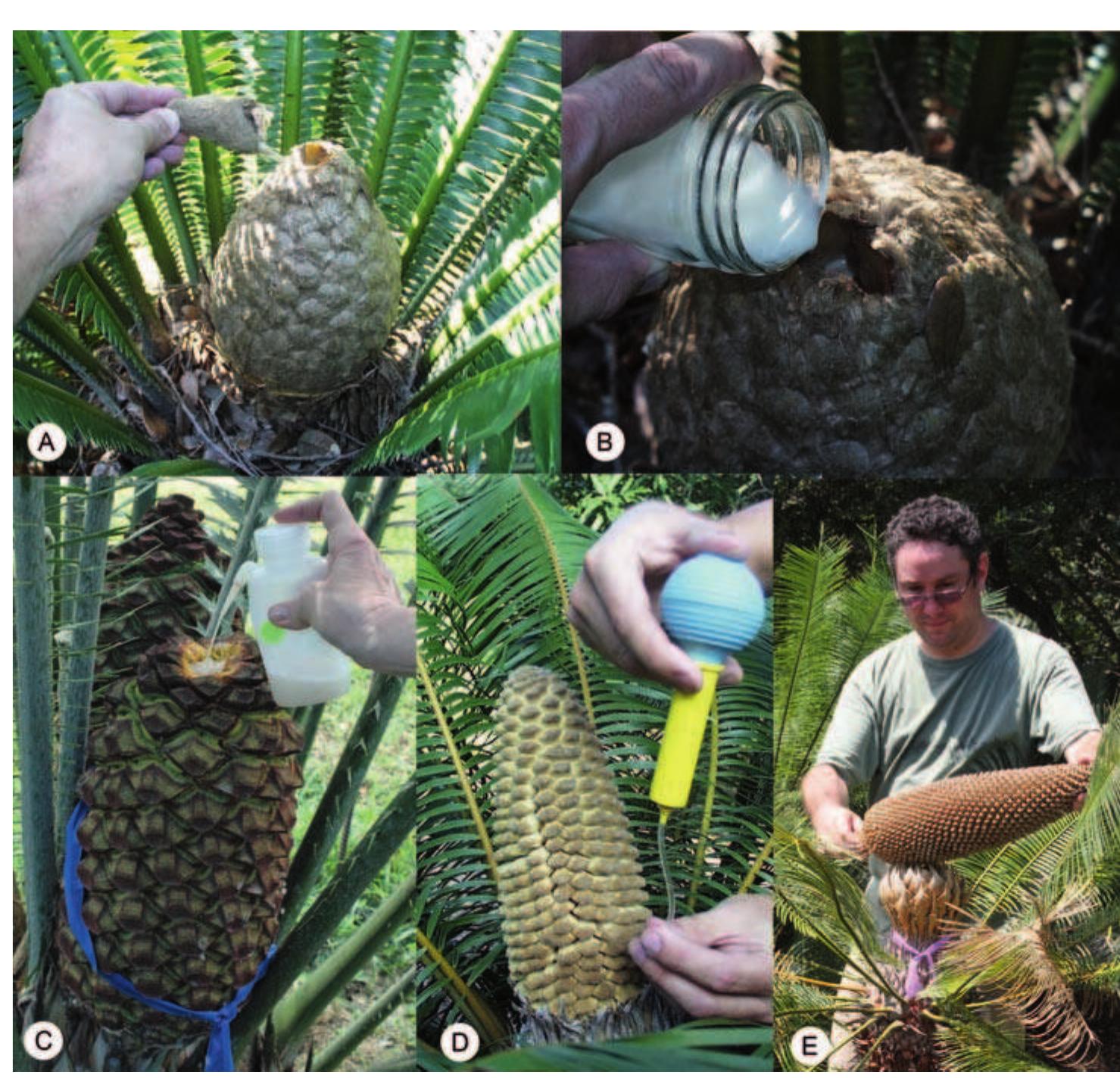 Cycad pollination. a) removal of cone apex of dioon mejiae