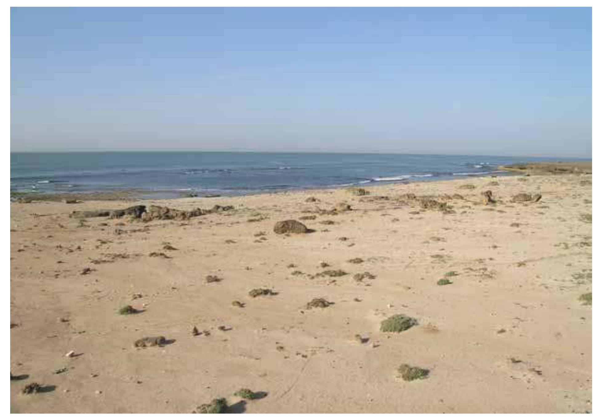 ‘igure 4 warodra-i, the early harappan sindh pottery site at