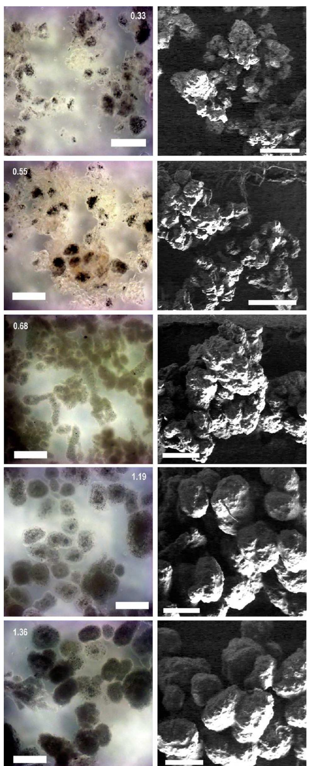 Five different polymer samples imaged using optical