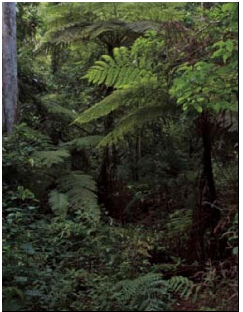 Figure 4 - from The botanical diversity of the Atewa Range