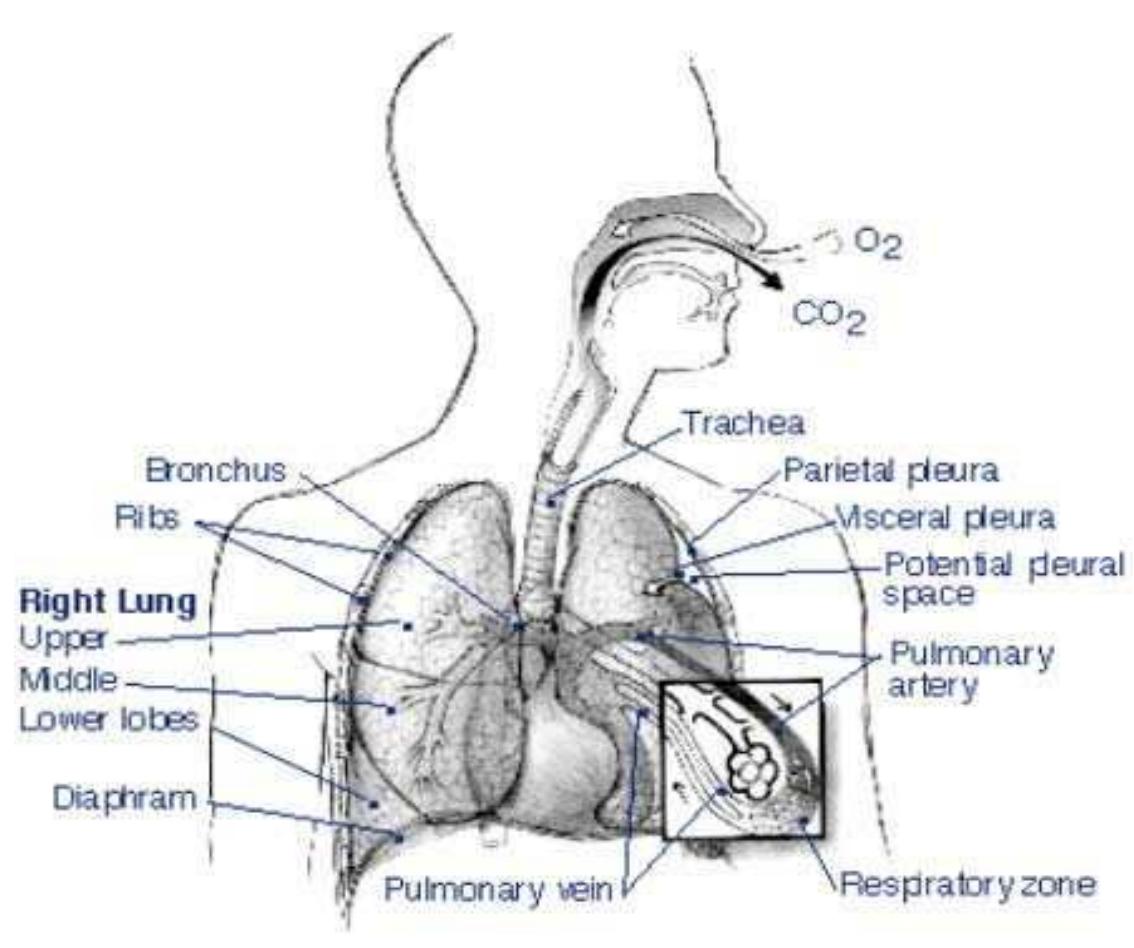 Impedance changes between electrodes of right arm (ra) and