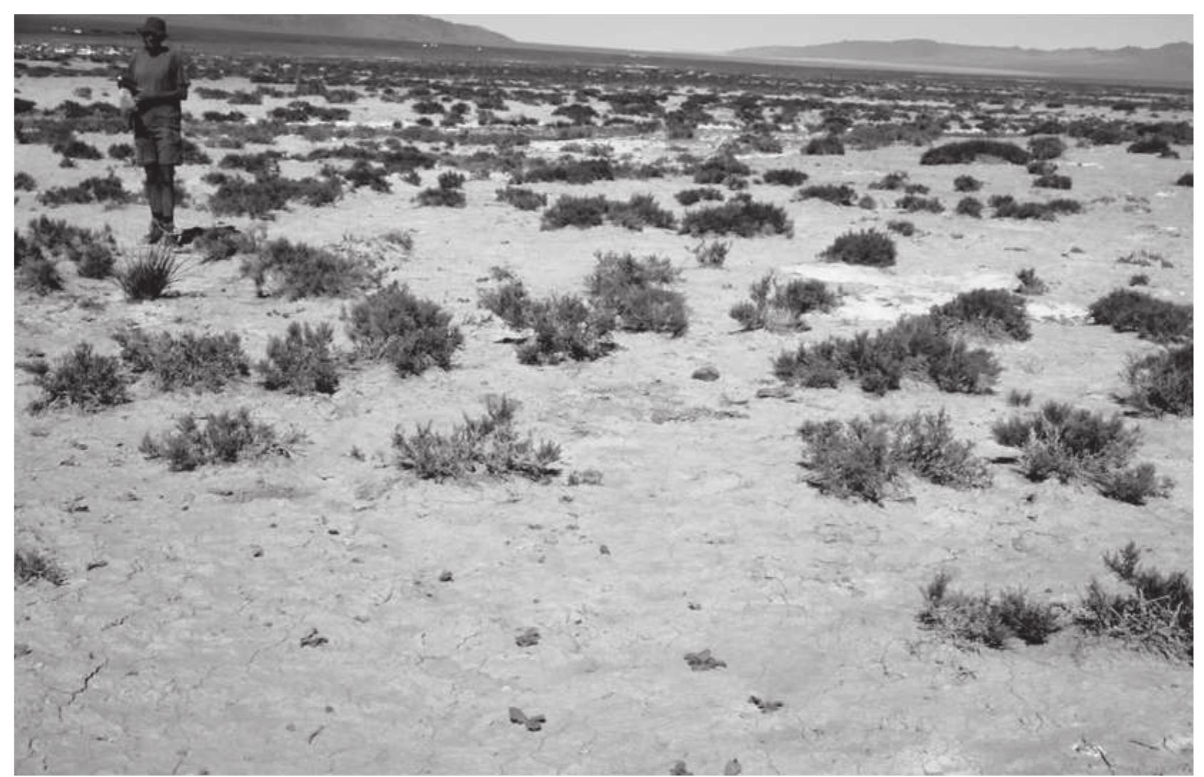 Typical salt-adapted shrub vegetation (nitrario