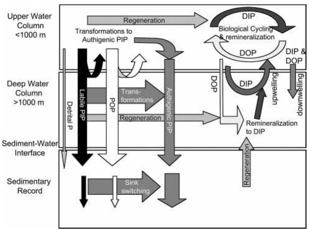 (PDF) The Oceanic Phosphorus Cycle