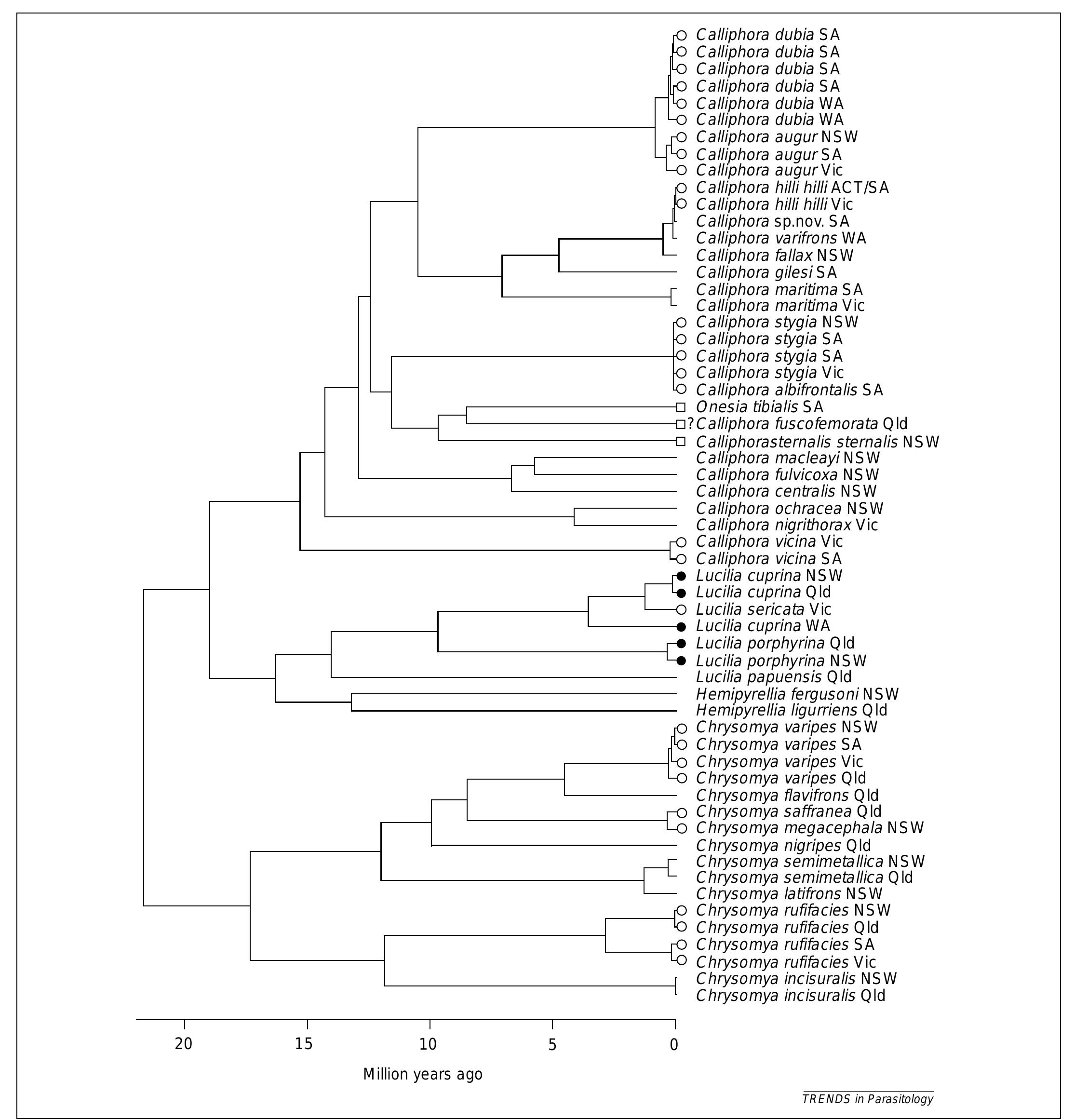 Linearized phylogenetic tree. tree was calibrated with the