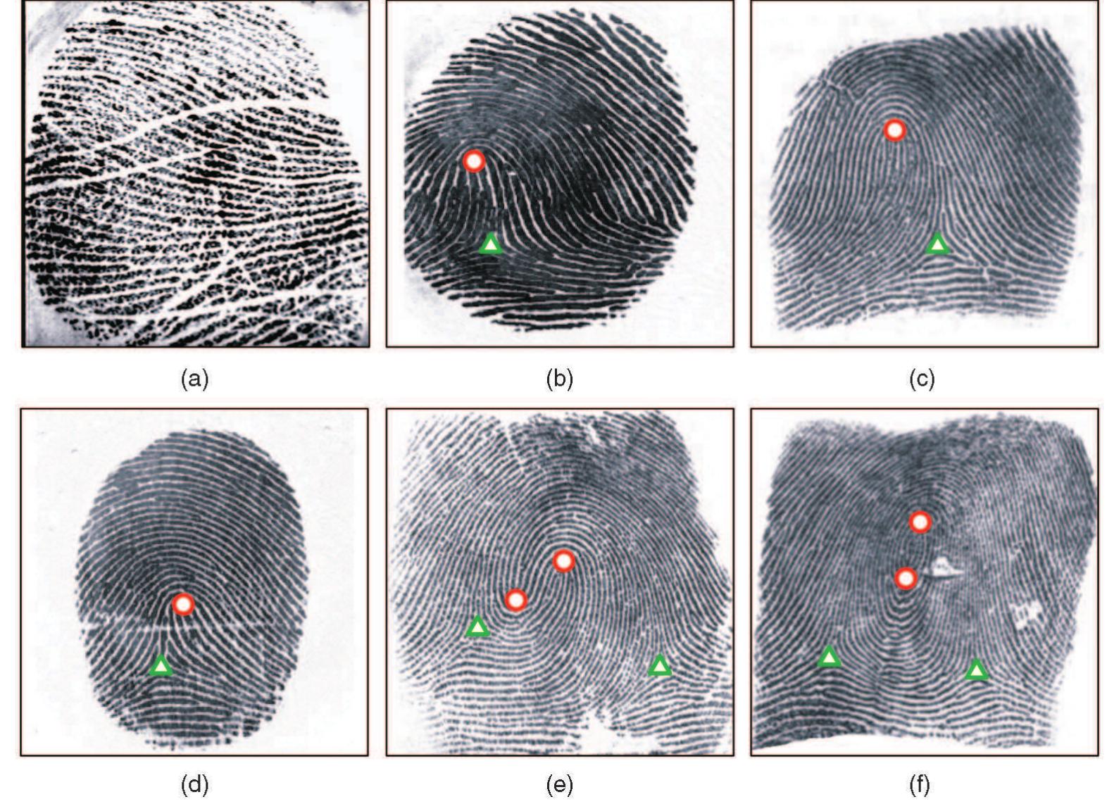 Various types of fingerprints with cores (marked with