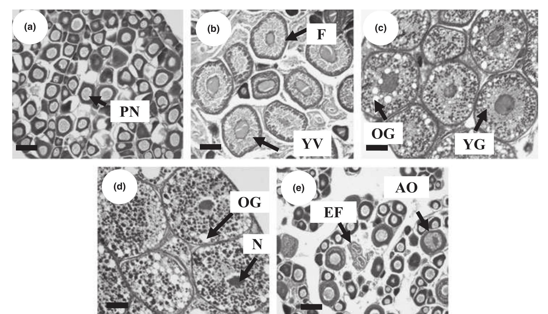 Histological photos of ovary sections and different maturity