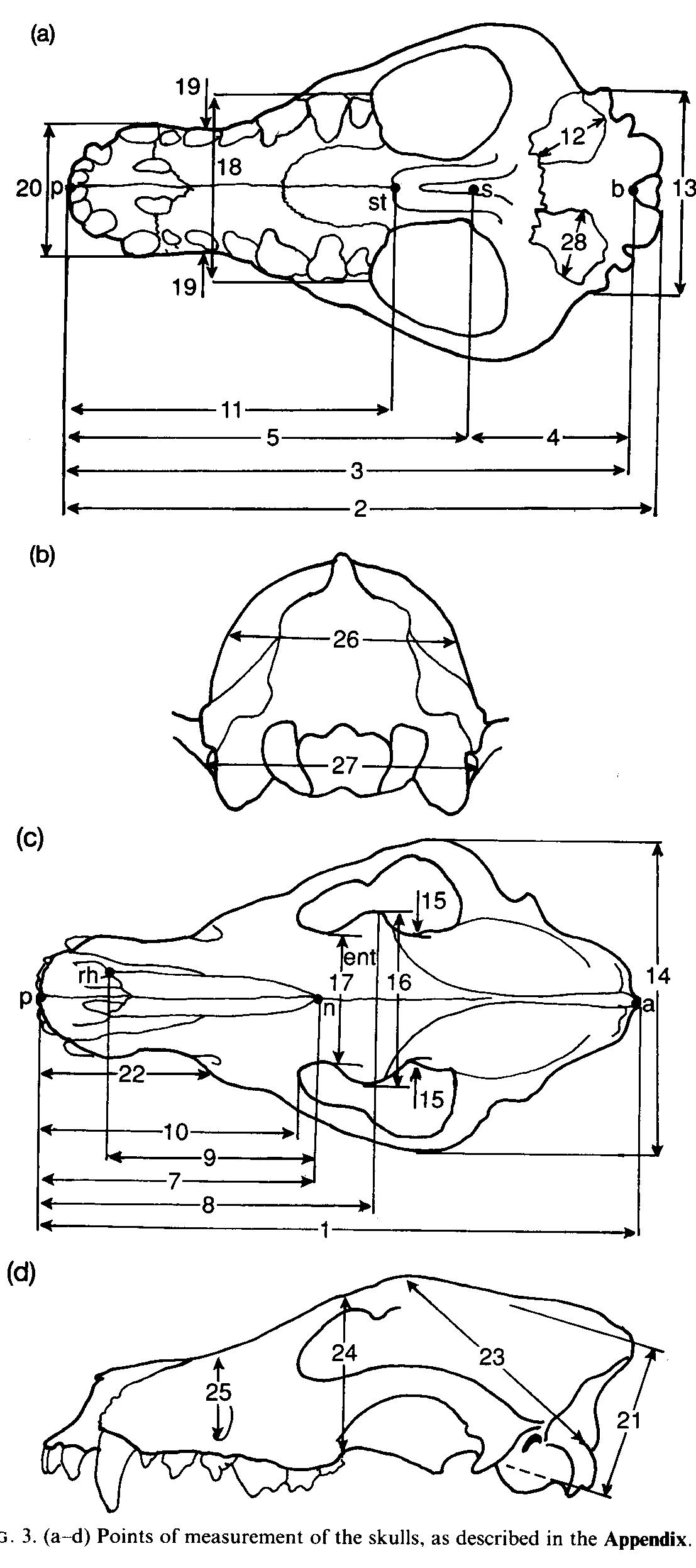 Figure 5 - Changes in the skull morphology of the Arctic