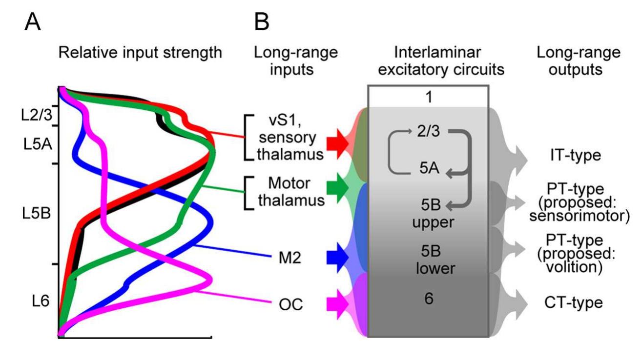 circuit diagram for lamina-specific long-range excitation