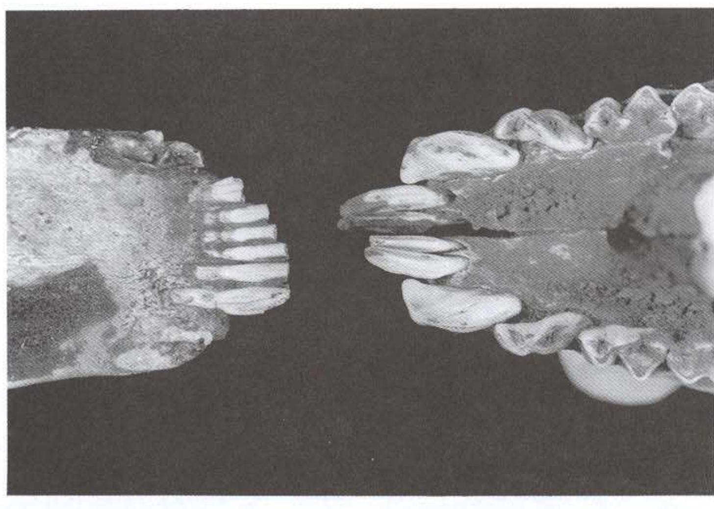 Occlusal views of the lower anterior dentitions of babakotia