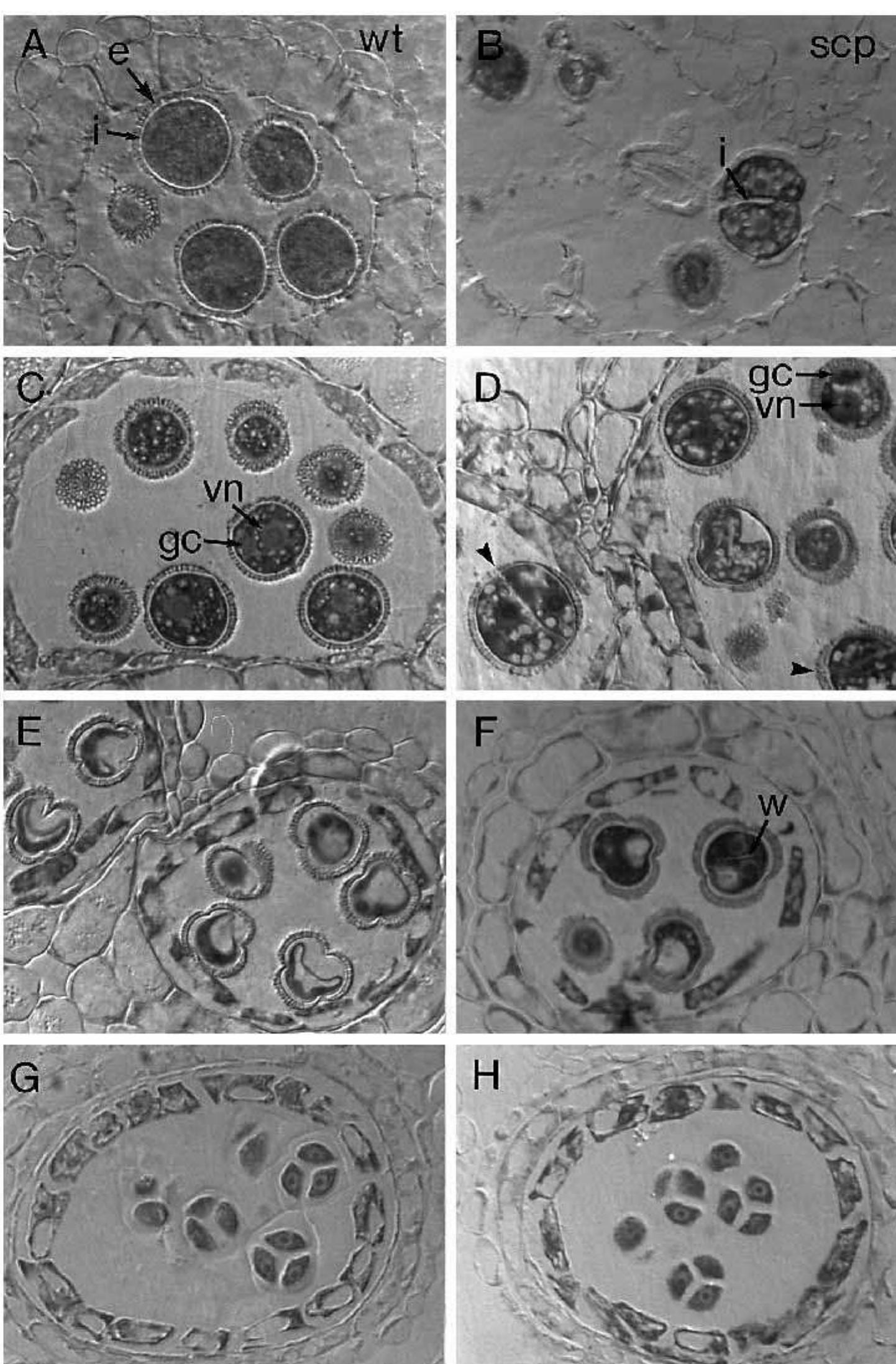 Pollen development in wild-type and scp plants. (a) mature