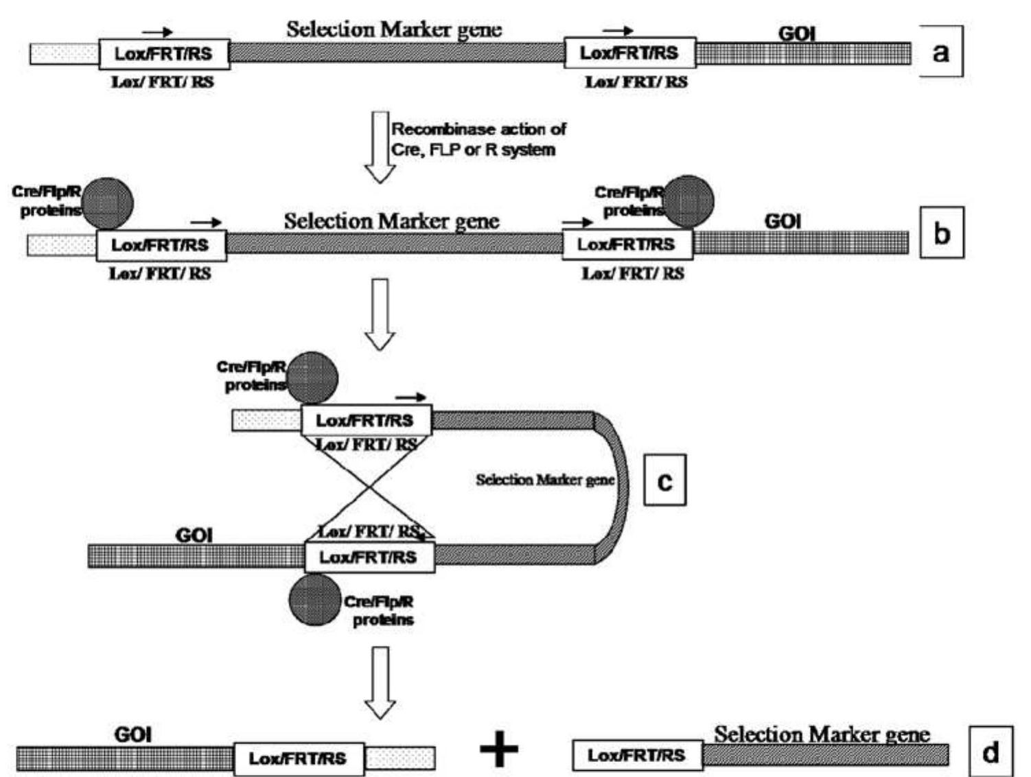 Schematic representation of the mechanism of action of
