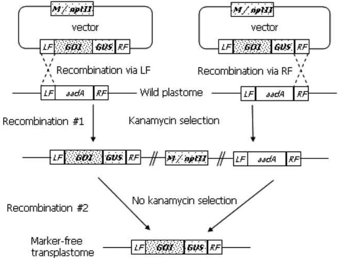His system utilizes a two-step protocol. in the first step,