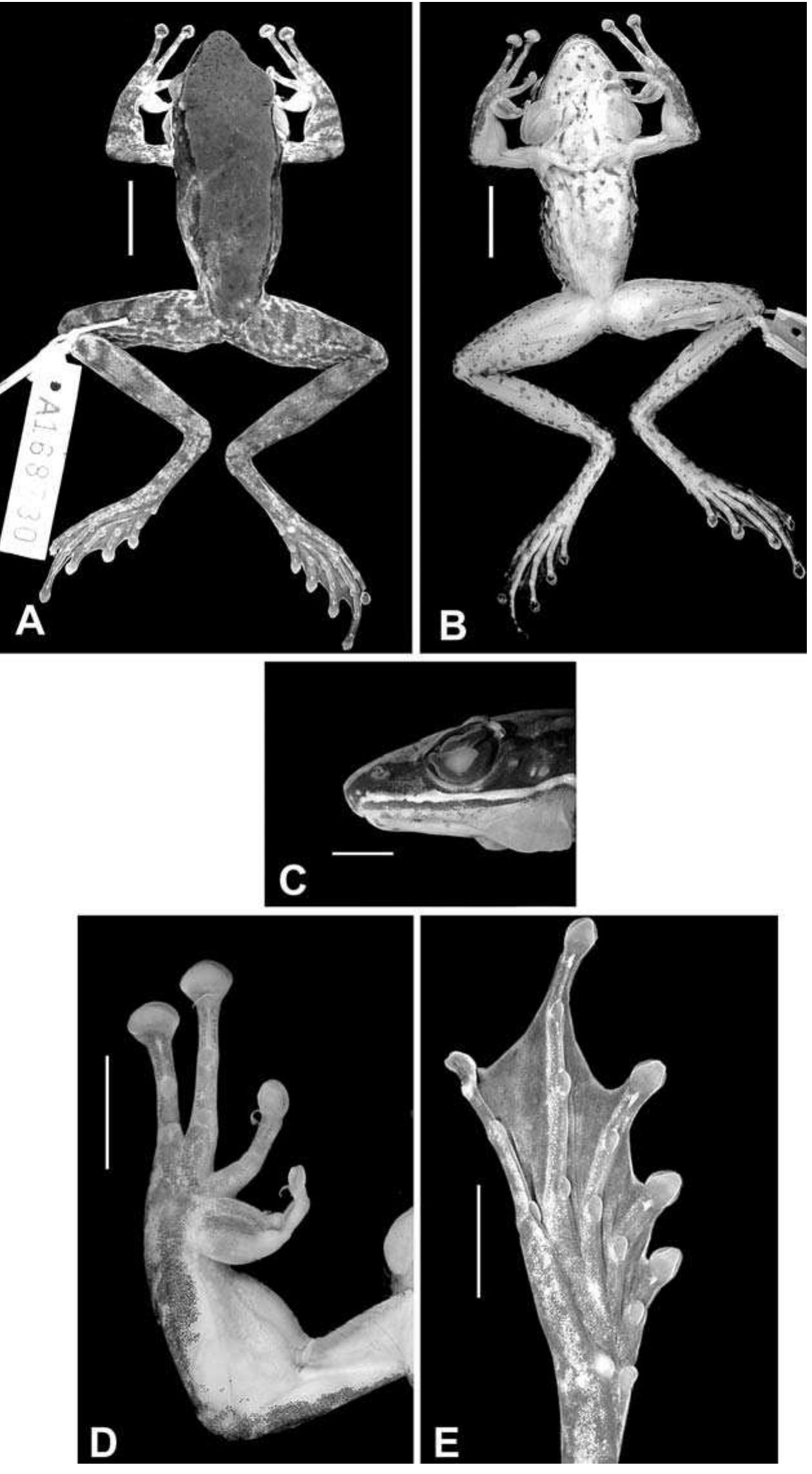 Holotype of rana cucae (amnh 168730): (a) dorsal and (b)