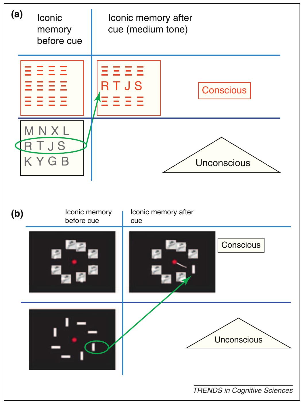 Figure 2 - Perceptual consciousness overflows cognitive