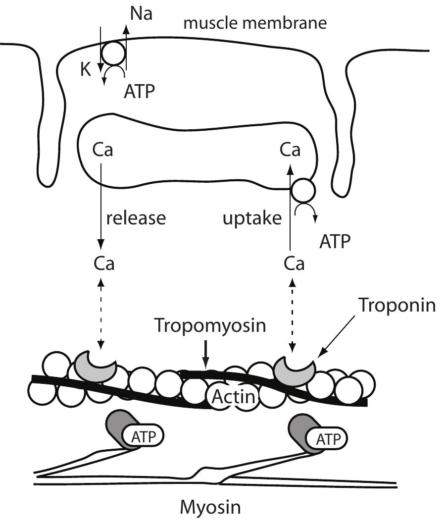 Overlap, thereby shortening the muscle fibre. during the