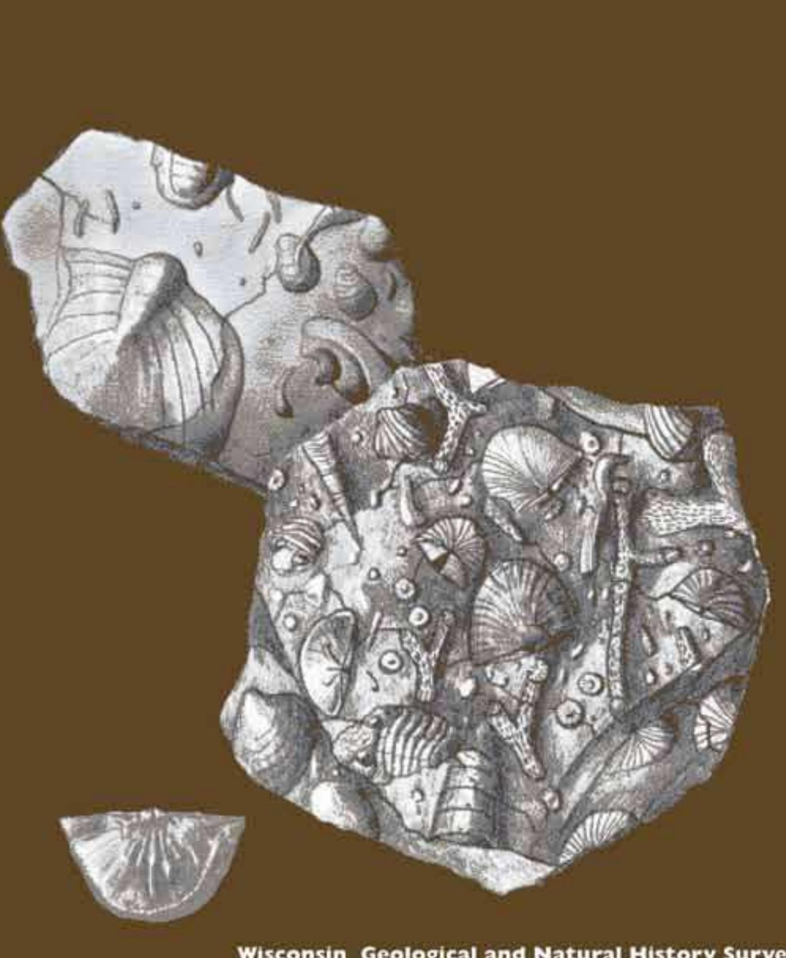 Figure 1 - Common Paleozoic Fossils of Wisconsin