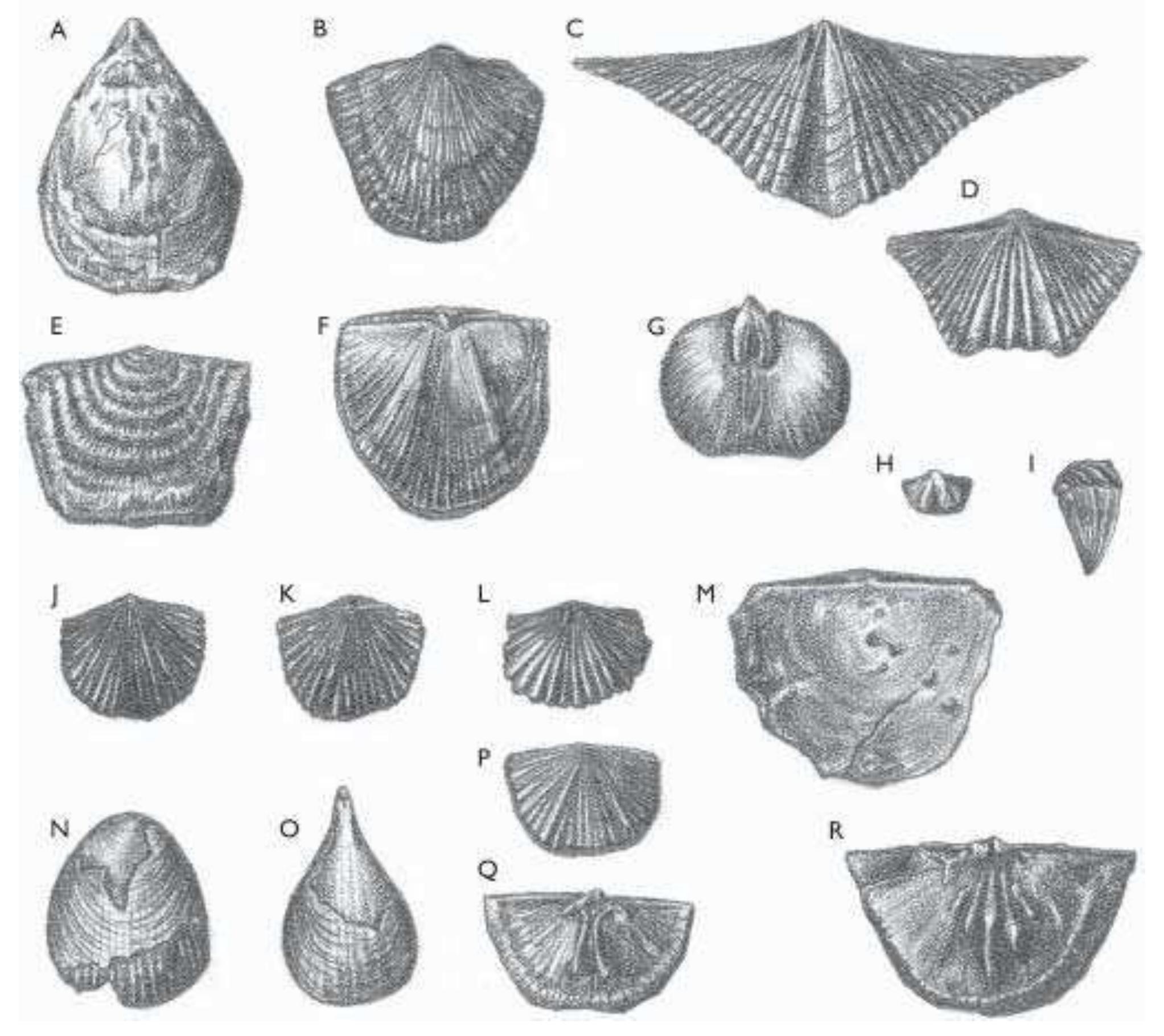 Figure 13 - Common Paleozoic Fossils of Wisconsin
