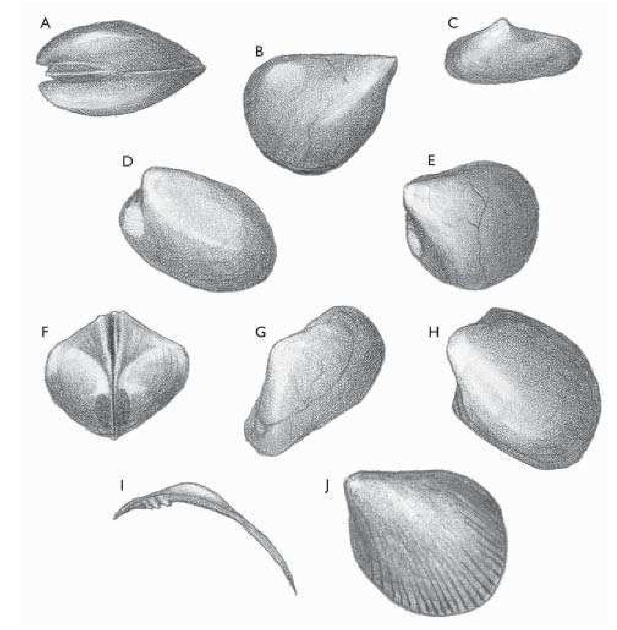 Plate 4. bivalve mollusk fossils. a: side view of