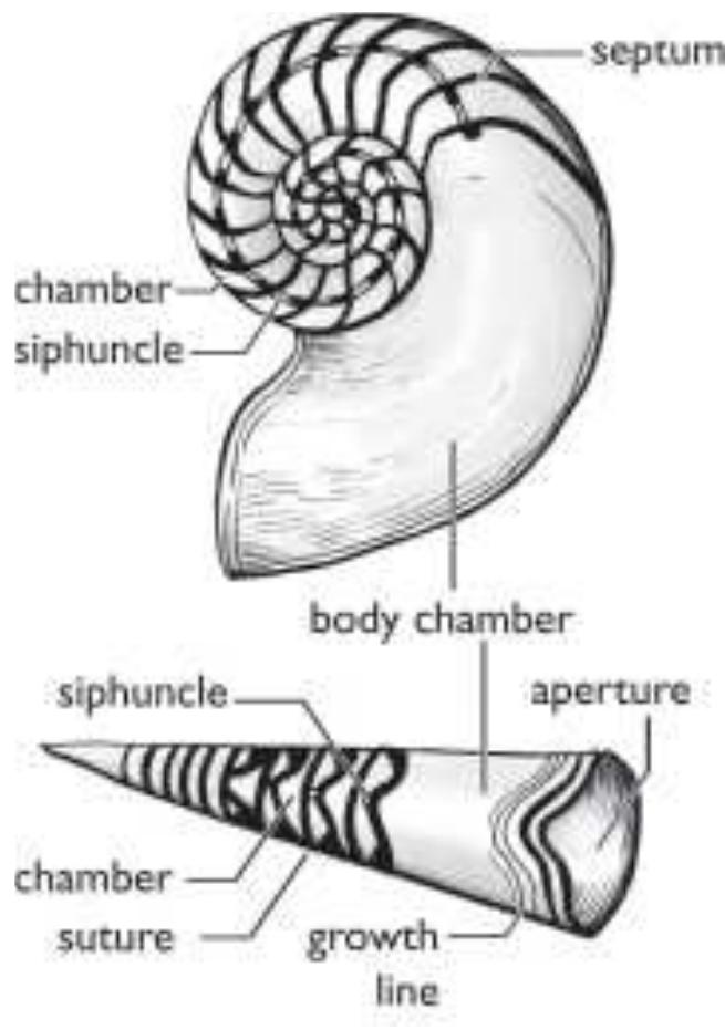 Cephalopod mollusk anatomy: coiled and straight cephalopod