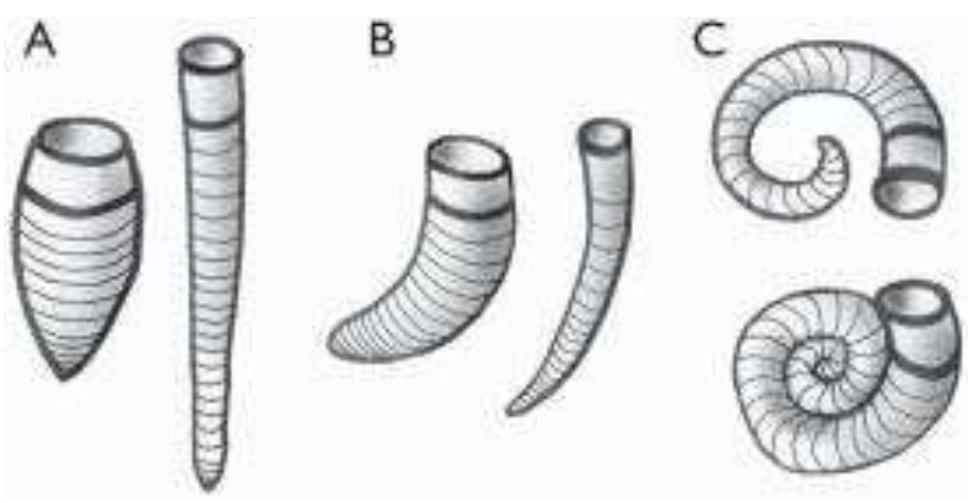 Figure 18 - Common Paleozoic Fossils of Wisconsin