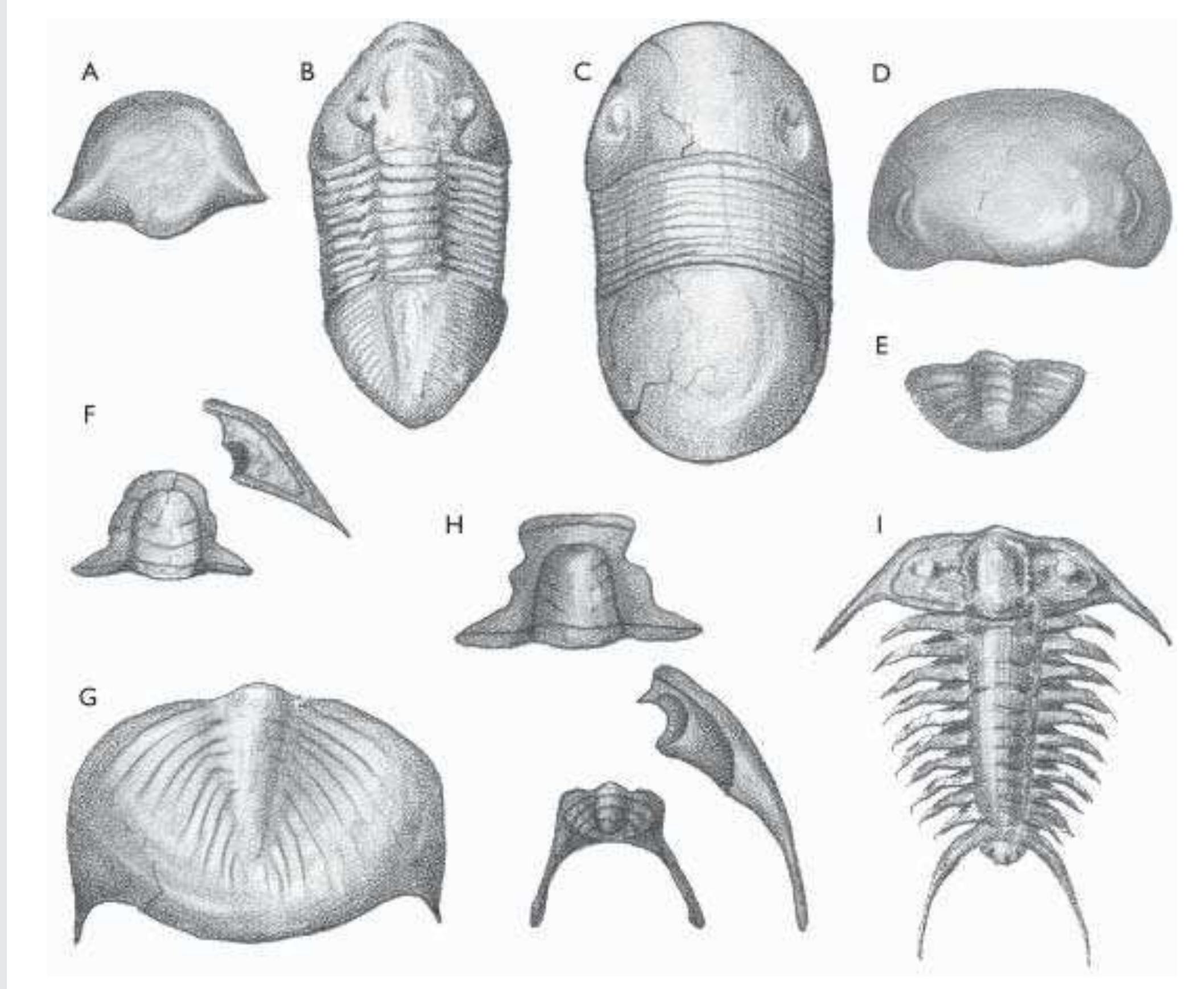 Plate 7. trilobite fossils. a: cephalon of illaenus,a common