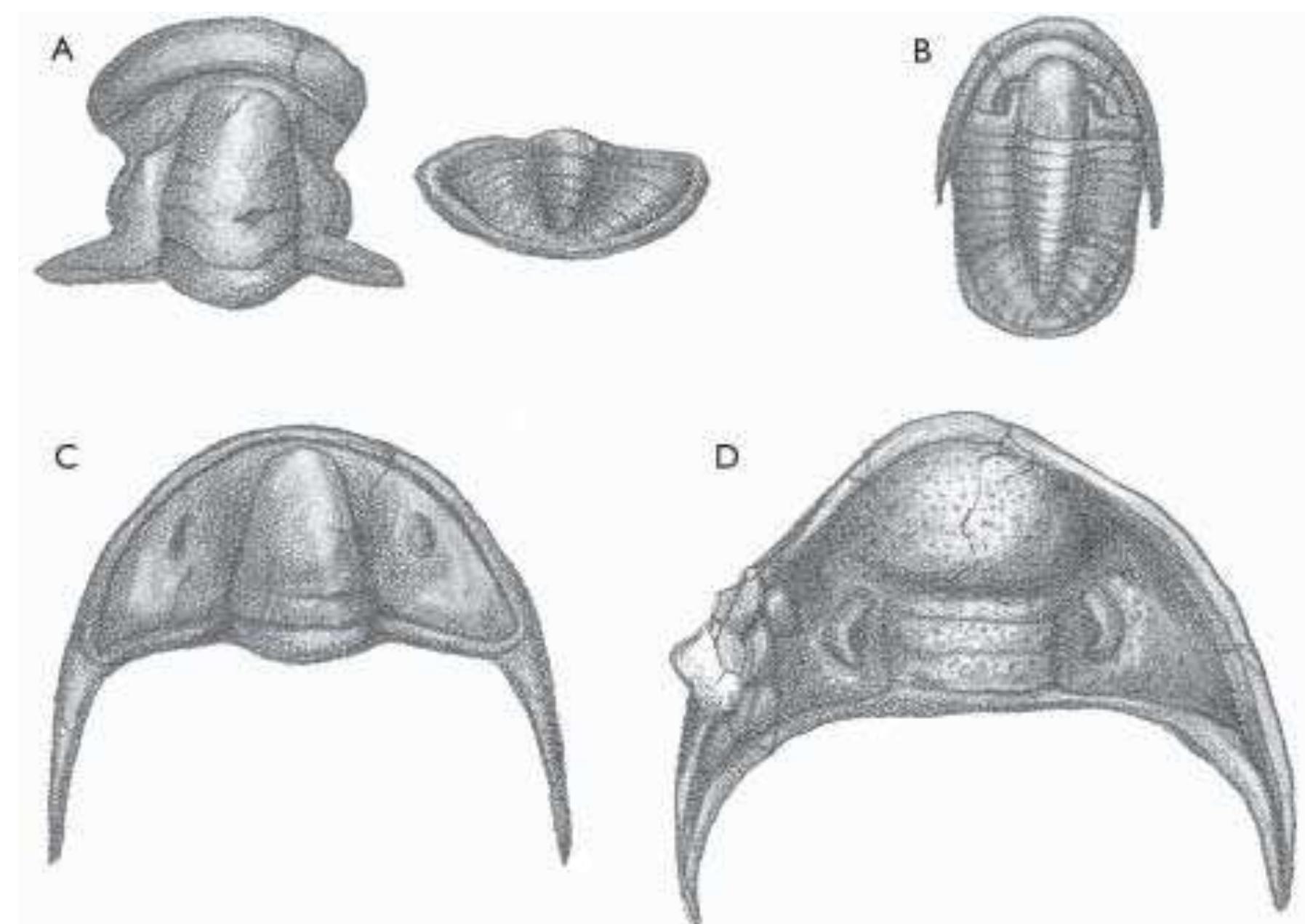 Plate 8. trilobite fossils. a: cephalon and pygidium of the