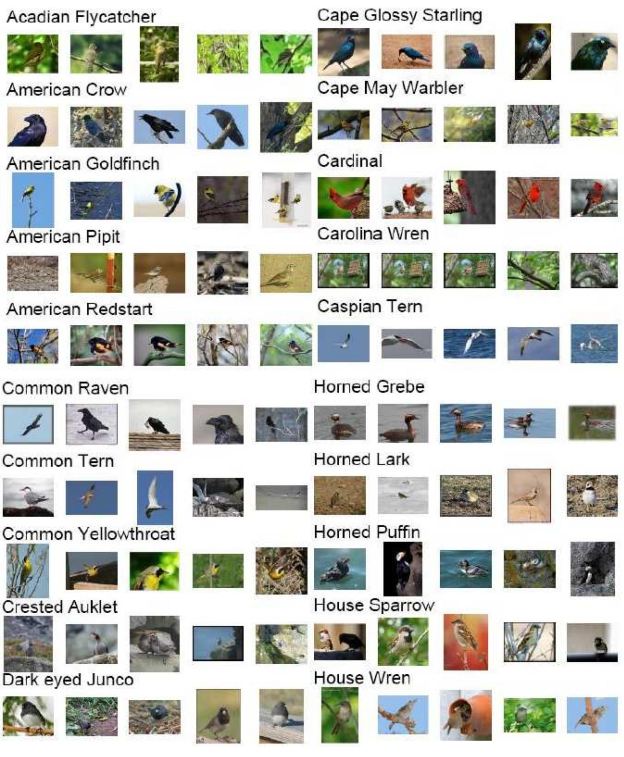 (PDF) The Caltech-UCSD Birds-200-2011 Dataset