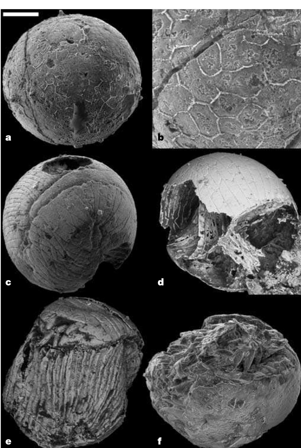 Figure 1 - from Fossil embryos from the Middle and Late
