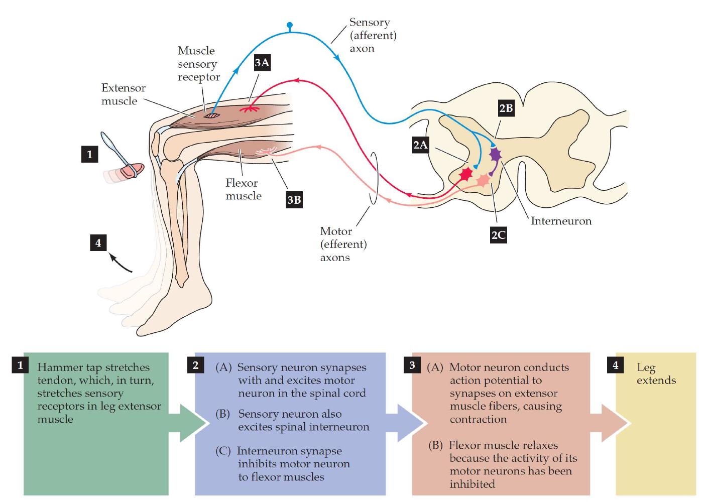 A simple reflex circuit, the knee-jerk response (more