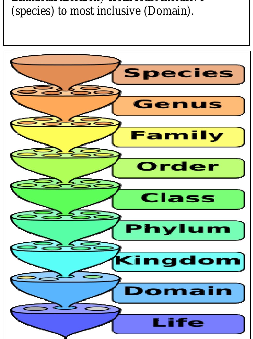 Common presentation of the ranks might look like the