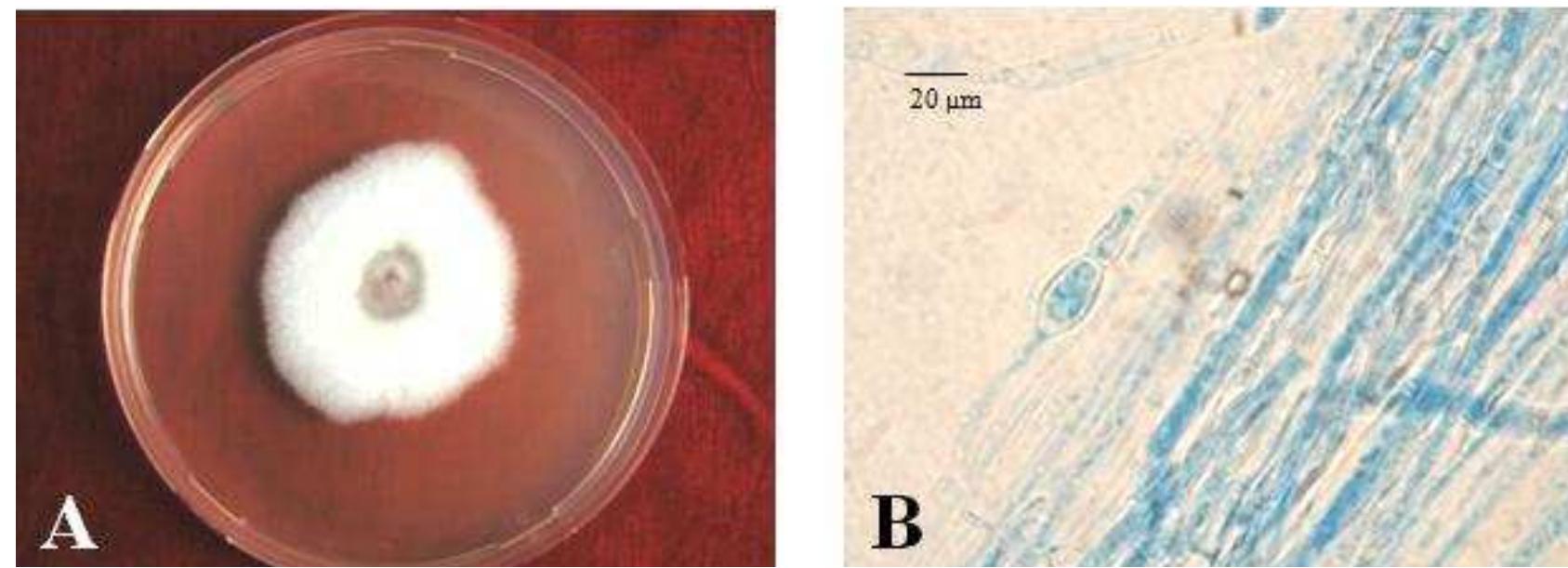 A, fungal colony of the fusarium solani growing on pda; b,