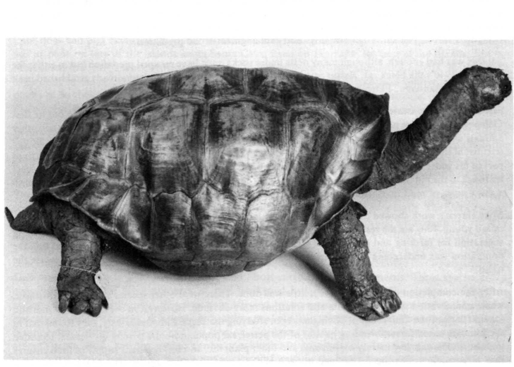 Rothschild, w. 1915. the giant land tortoises of the