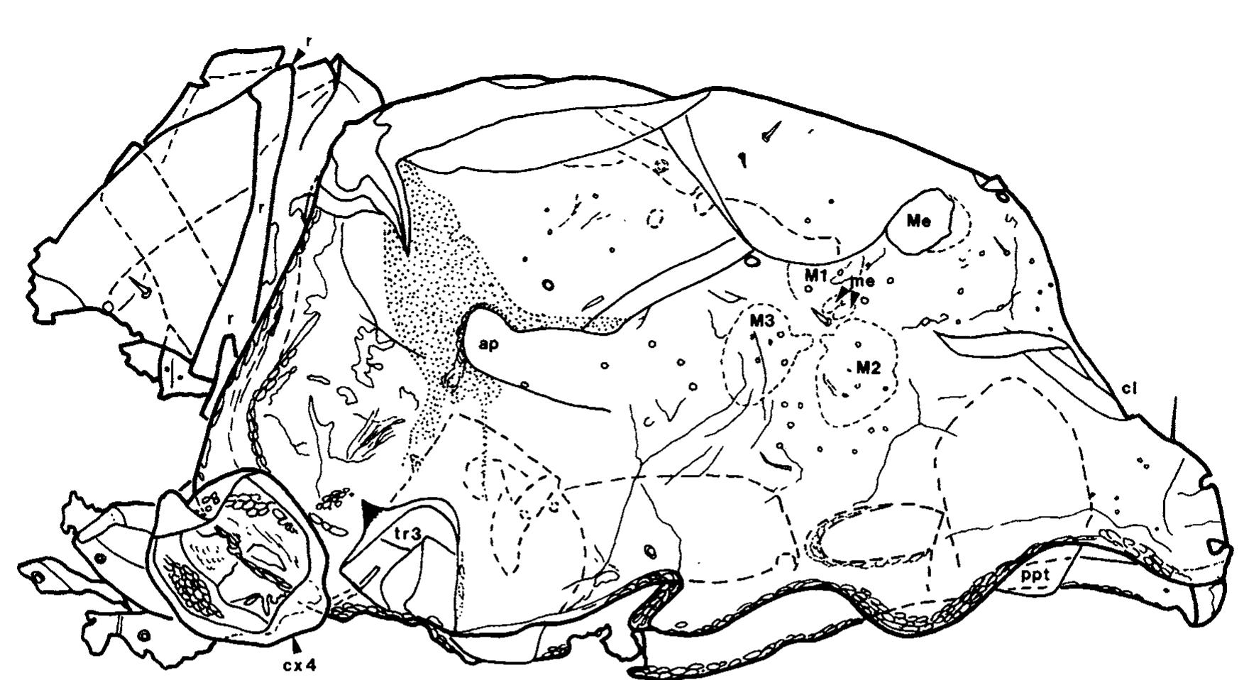Gelasinotarbus reticulatus. interpretative drawing to
