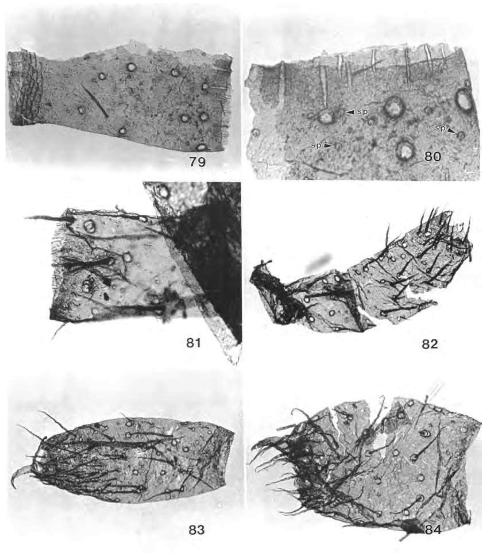 S. 79-84. gelasinotarbus reticulatus. 79. metatarsus,