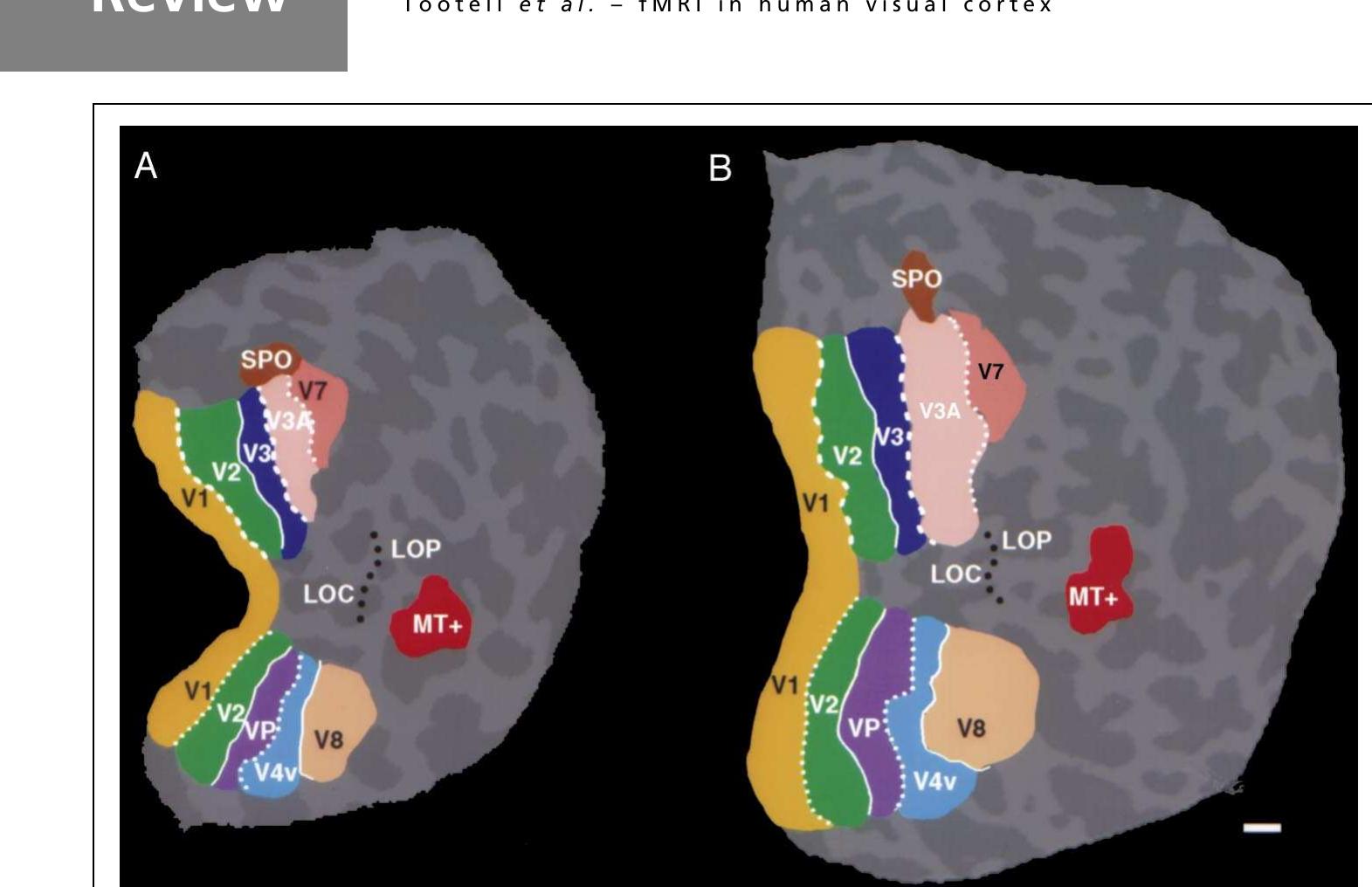 Two-dimensional maps of the cortical visual areas in