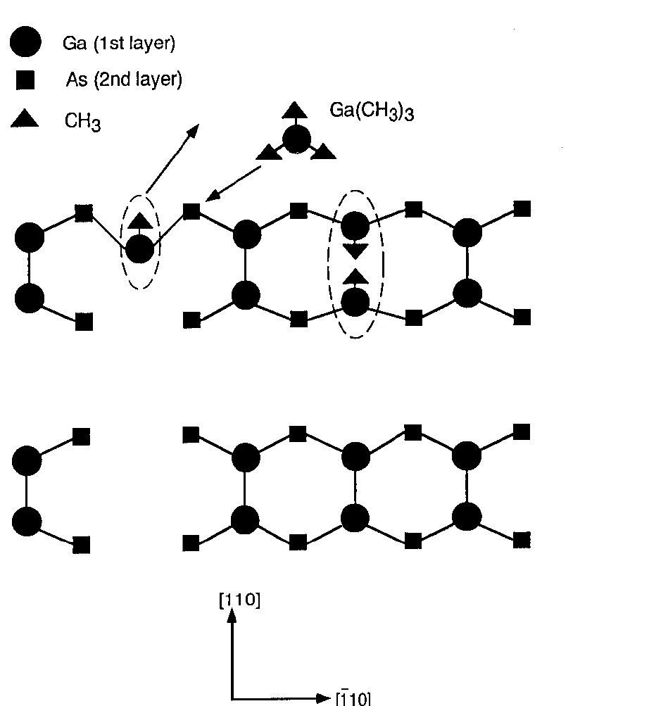 Schematic diagram illustrating reaction pathways during tmga