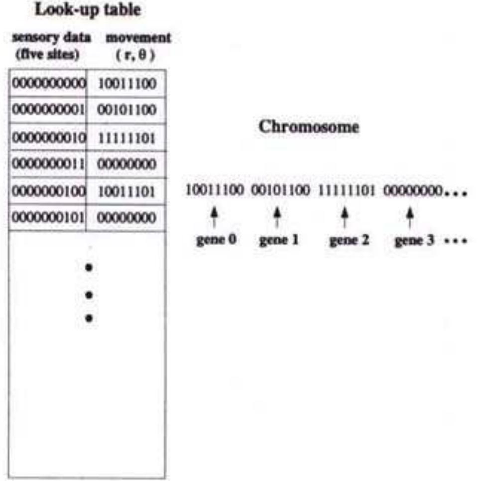 12: illustration of the chromosome representation in the
