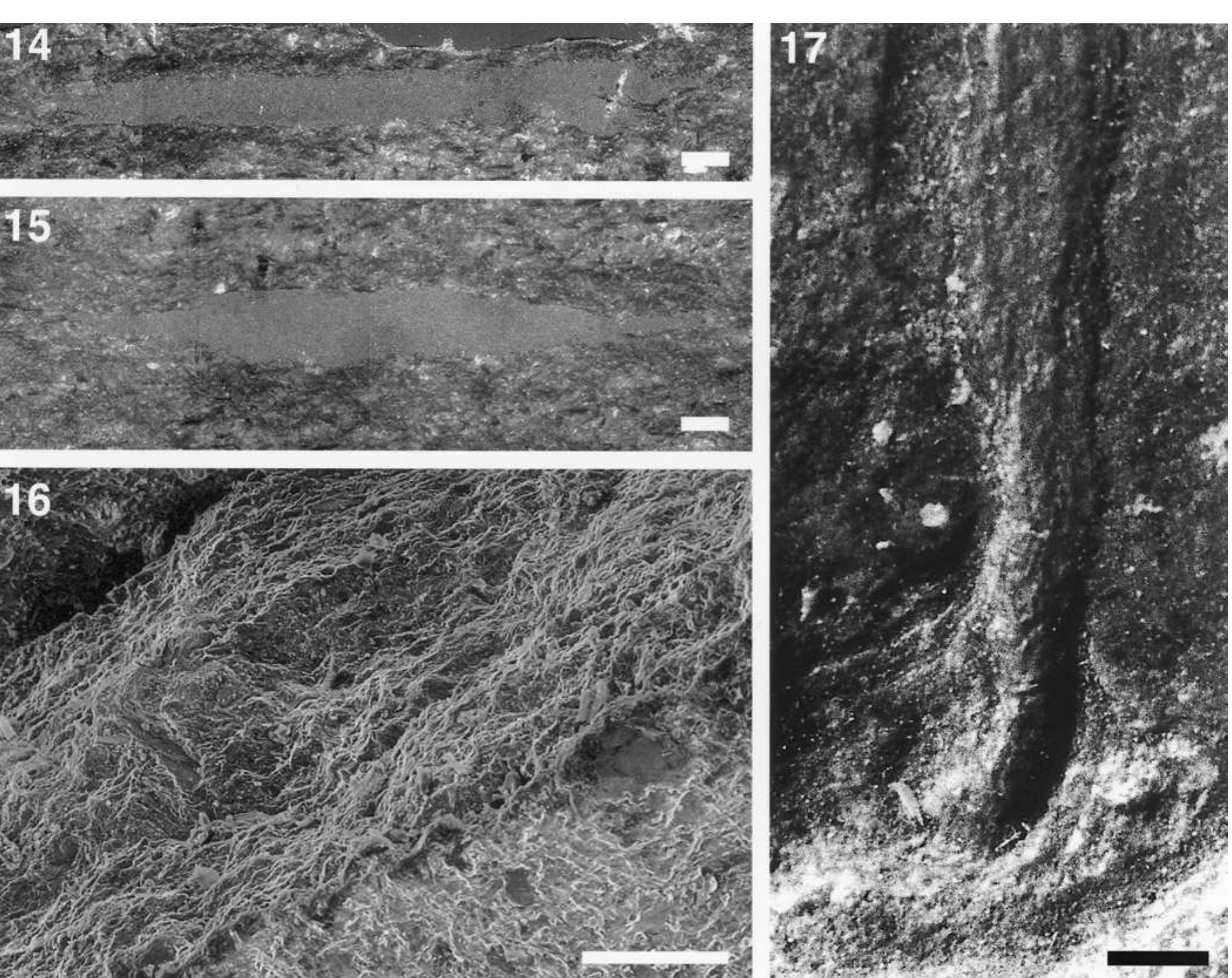Figure 4 - from Conical fossils from the Lower Cambrian of